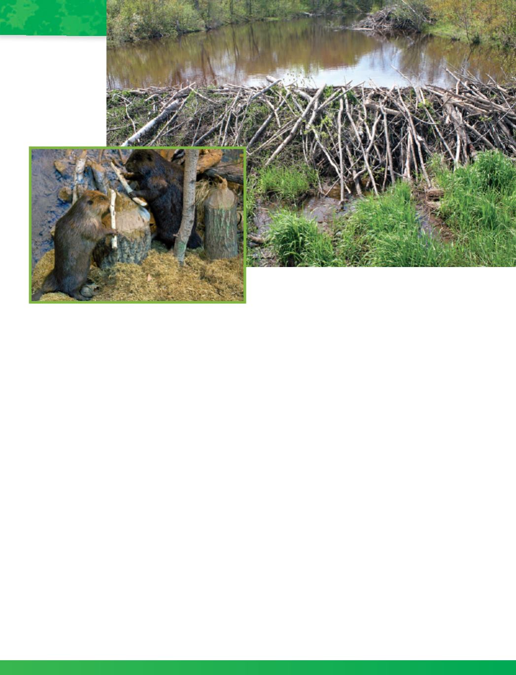 Structures of Life Science Resources - FOSS® Next Generation™